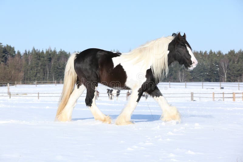 Amazing Stallion of Irish Cob Running in Winter Stock Image - Image of ...