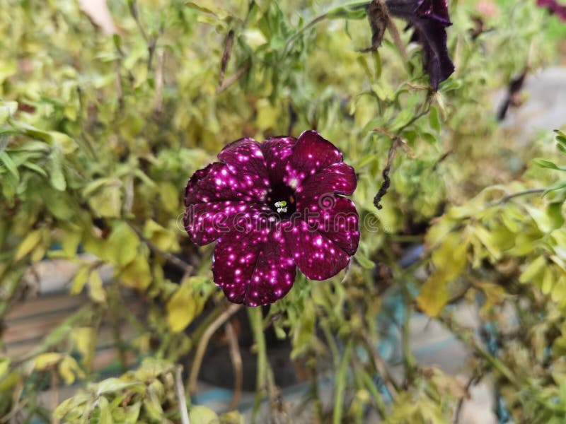 Amazing star flower stock photo. Image of wildflower - 267950504