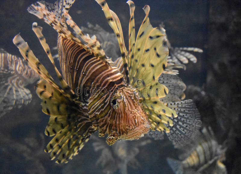 Amazing Striped Zebrafish Looking Up Under Water Stock Image - Image of ...