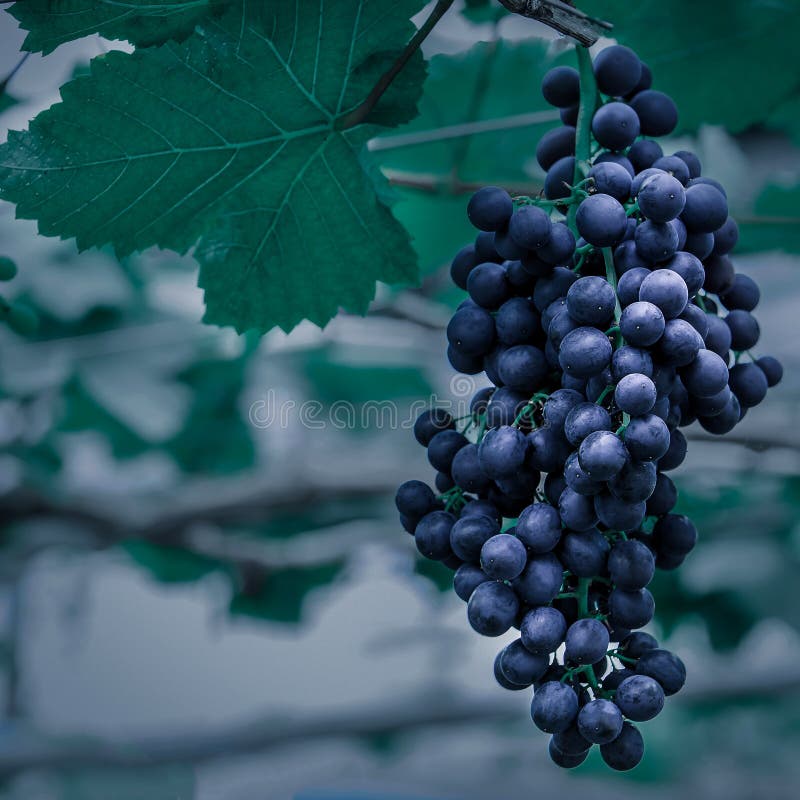 Amazing Succulent Grapes on the Vine Just before Harvest Stock Photo ...