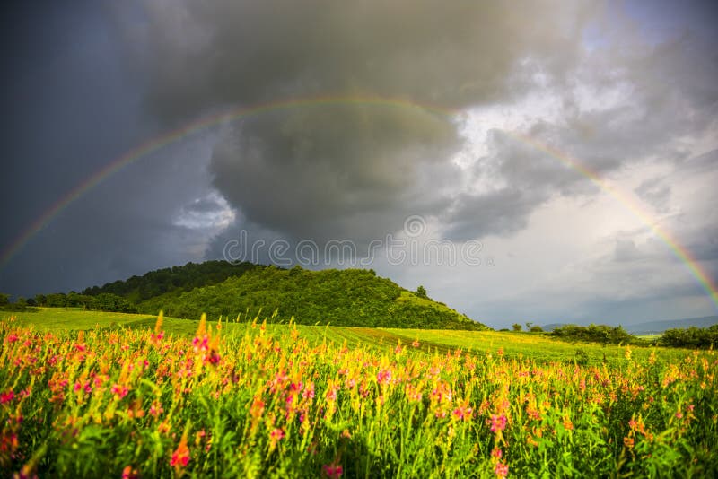 Rainbow in the Summer on the Wheat Field Stock Photo - Image of power ...
