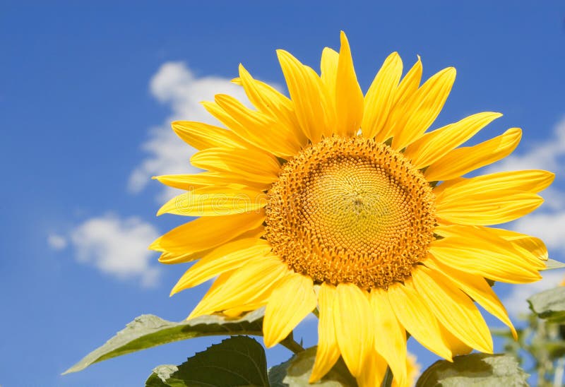 Amazing sunflower stock image. Image of peace, farm, beautiful - 6893949