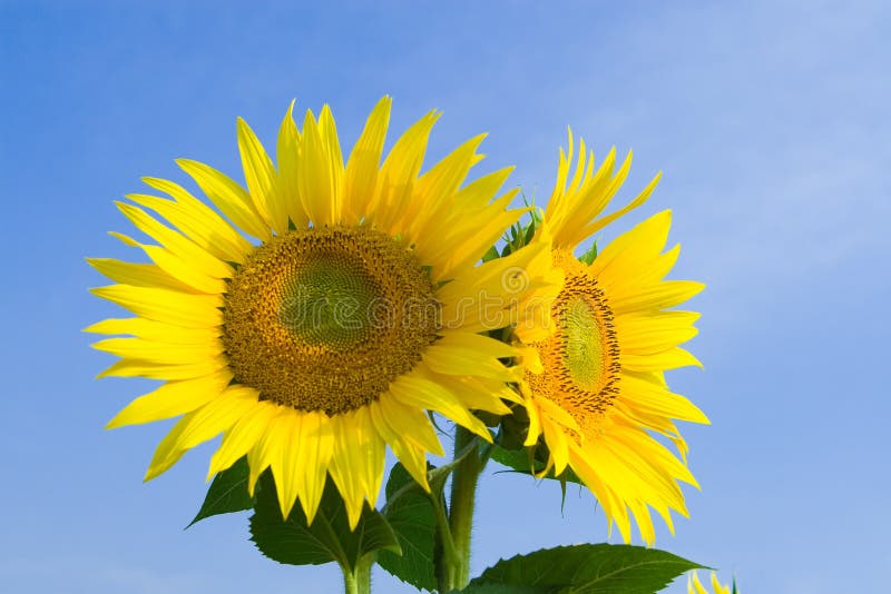 Amazing Sunflowers Field Sunny Sky Aerial View. Stock Image - Image of ...