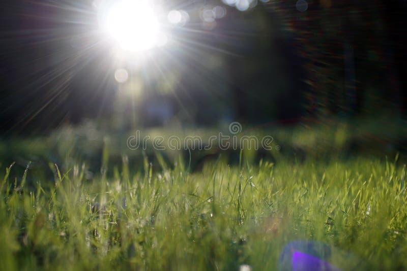 Amazing Sunlight Gleam during Sunset with Green Grass As Nature ...