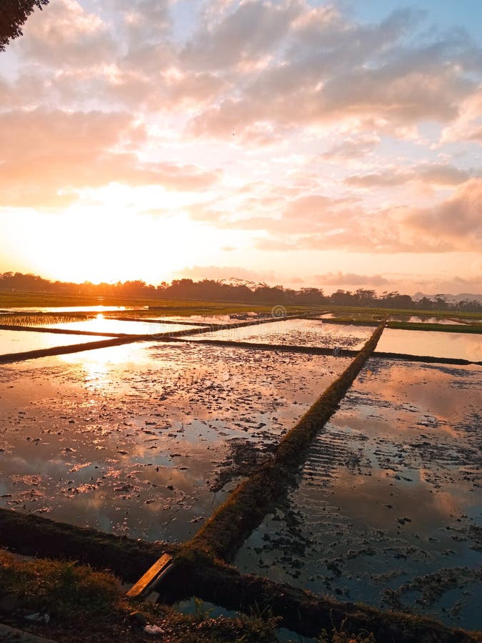 The Amazing Sunrise Seen from the Rice Field Area Stock Photo - Image ...
