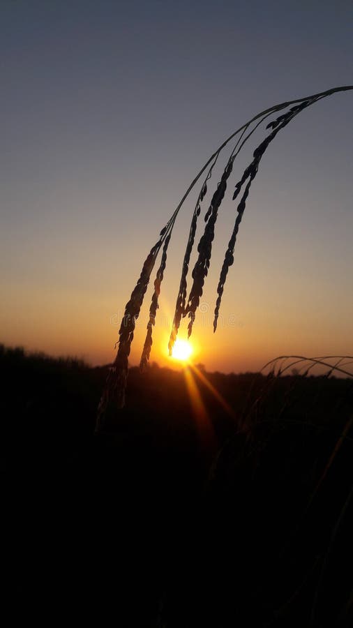Amazing sunset stock image. Image of fields, crops, natrual - 89081027
