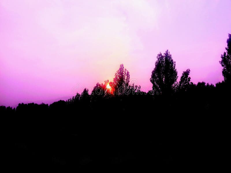 Amazing Sunset in forest stock photo. Image of amazing - 96929310