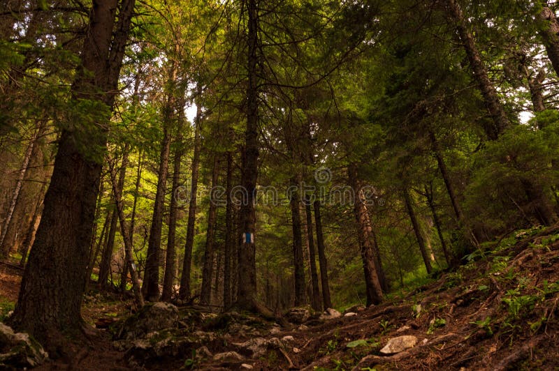 Sunset in the forest stock image. Image of leaf, wood - 229549351