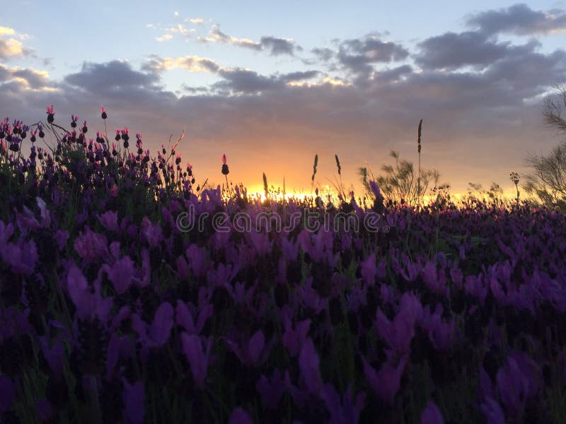 Amazing Sunset Lavender Field Stock Photo - Image of amazing, campo ...