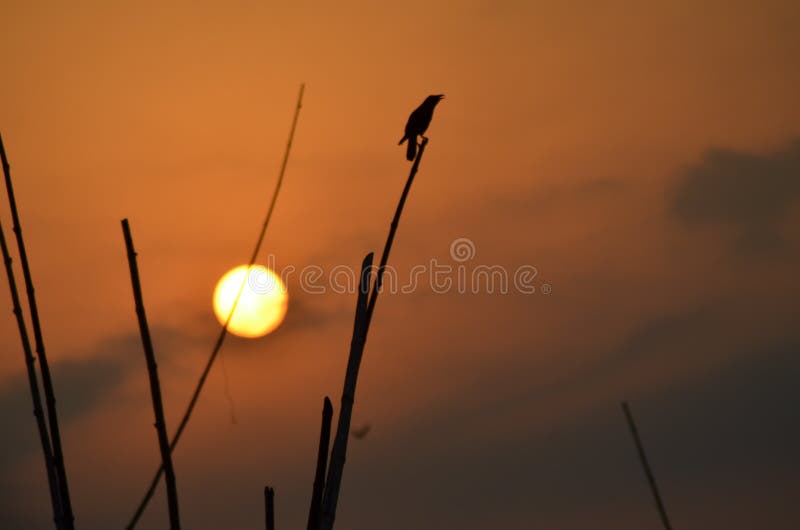 Amazing Sunset Moment with a Busy Crow Stock Photo - Image of amazing ...