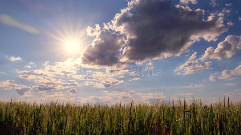 Amazing Sunset Over the Field Stock Image - Image of horizon, season ...