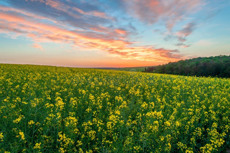 An Amazing Sunset Over a Field of Blooming Rapeseed Stock Image - Image ...