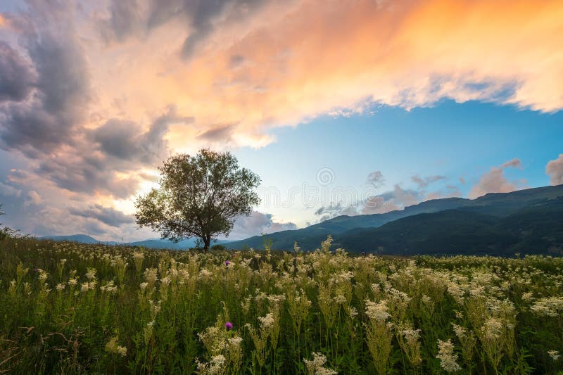 Spring Field with Lonely Tree at Sunset Stock Photo - Image of orange ...