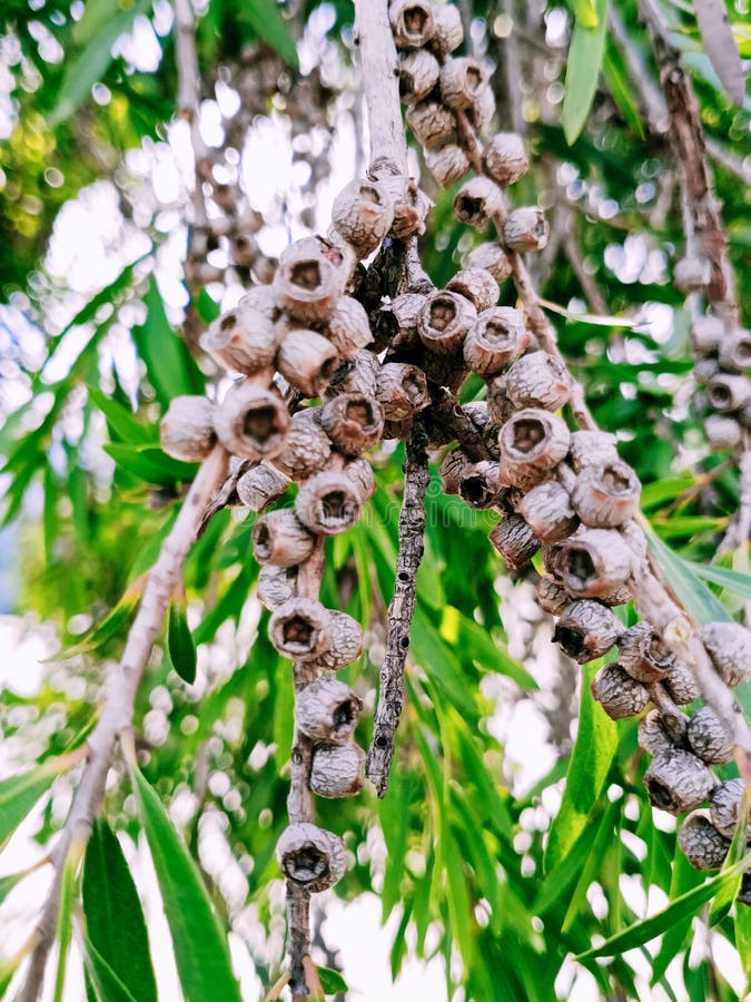 Amazing teree stock image. Image of branch, amazing - 194699033
