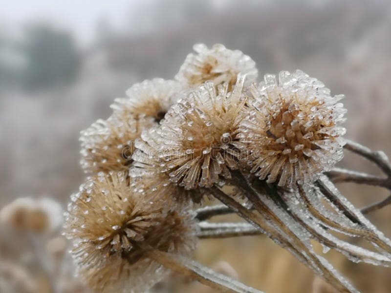 Amazing Texture of Frosted Grass Stock Image - Image of amazing, winter ...