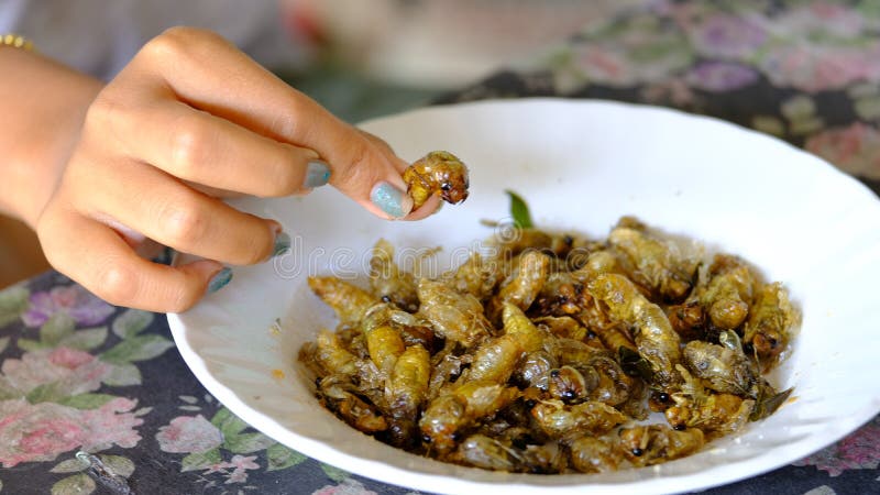 Fried Cicada Stock Photos - Free & Royalty-Free Stock Photos from ...