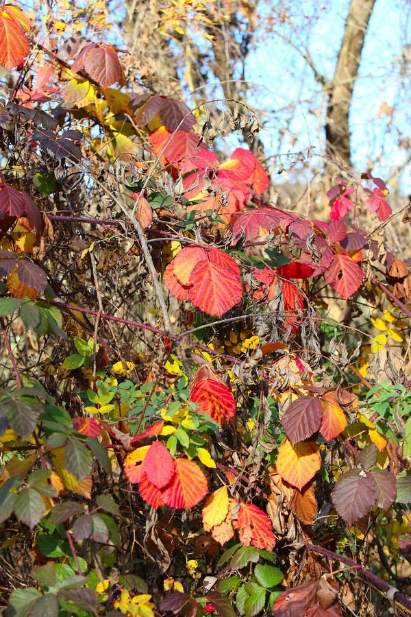 Amazing Things Around Us in Nature - Colors of Autumn Stock Photo ...