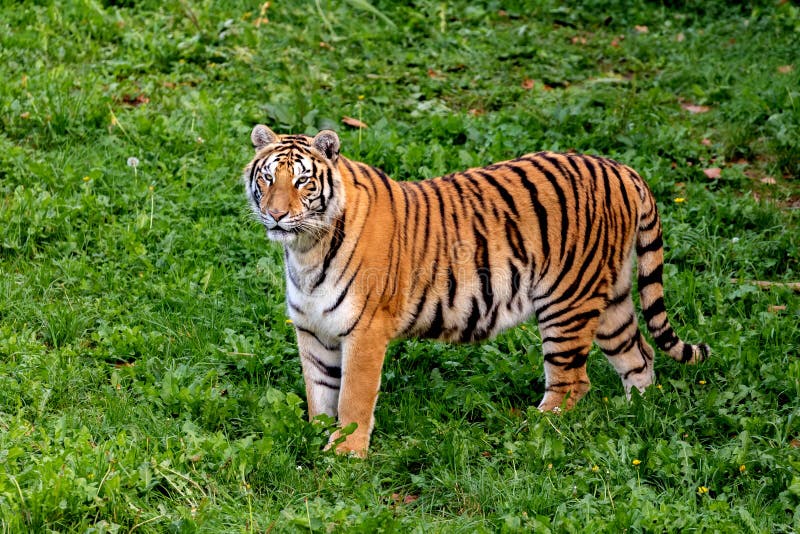 Amazing tiger stock image. Image of life, animals, panthera - 160312591