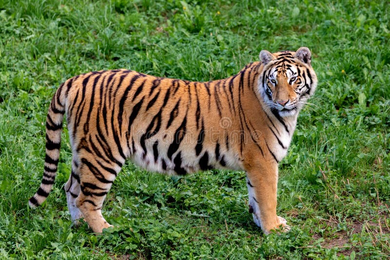 Amazing tiger stock photo. Image of tigers, siberian - 160312620