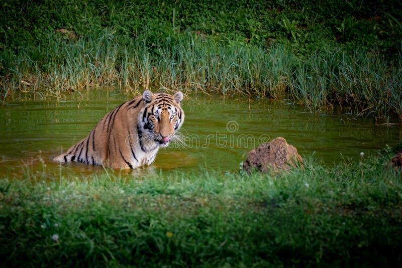 Amazing Tiger Taking a Bath Stock Image - Image of carnivore ...