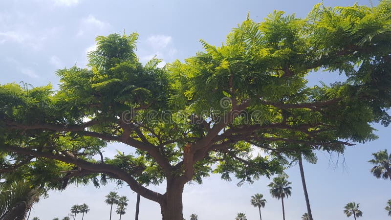 Amazing Tree in a Beautiful Park Stock Photo - Image of middle ...