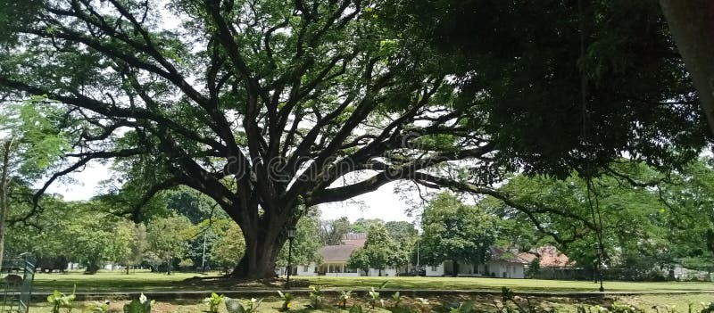 Amazing Tree with Clearing Sky Stock Photo - Image of branch, waterway ...