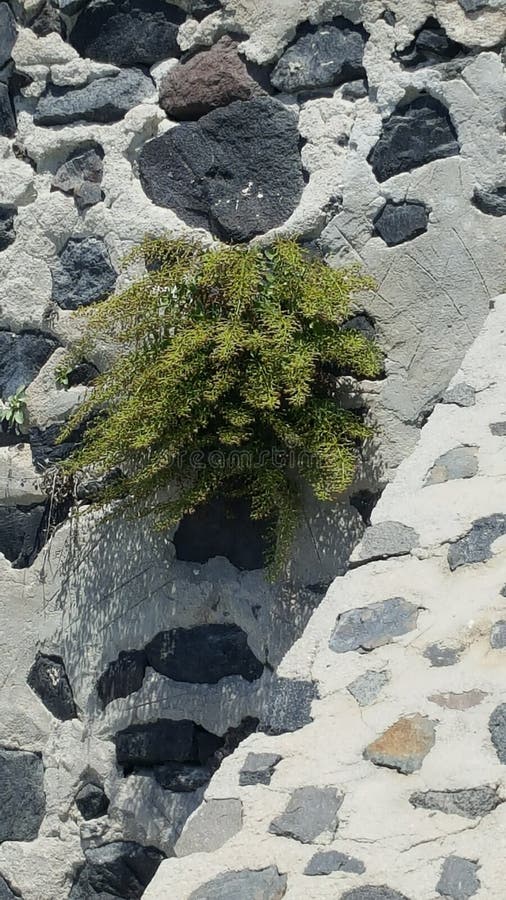 Amazing Tree on the Concrete Wall Stock Image - Image of formation ...