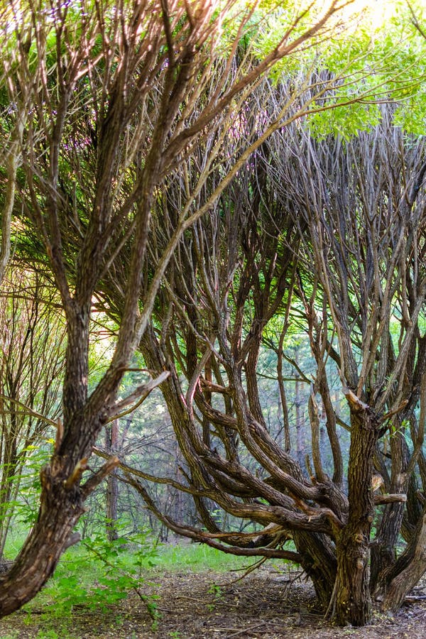 Old Crooked Trees Stock Images - Download 511 Royalty Free Photos