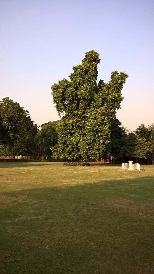Amazing tree at delhi stock image. Image of west, delhi - 98294471