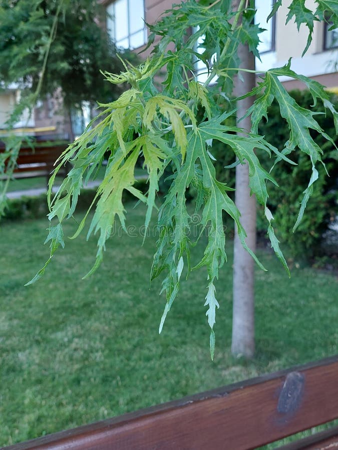 Amazing Tree Leaves and Grass. Stock Photo - Image of vegetable, lawn ...