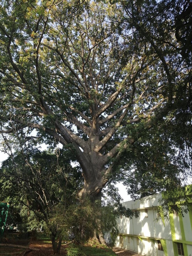 Amazing Tree, Natural Beauty Stock Image - Image of trunk, shrub: 204825637