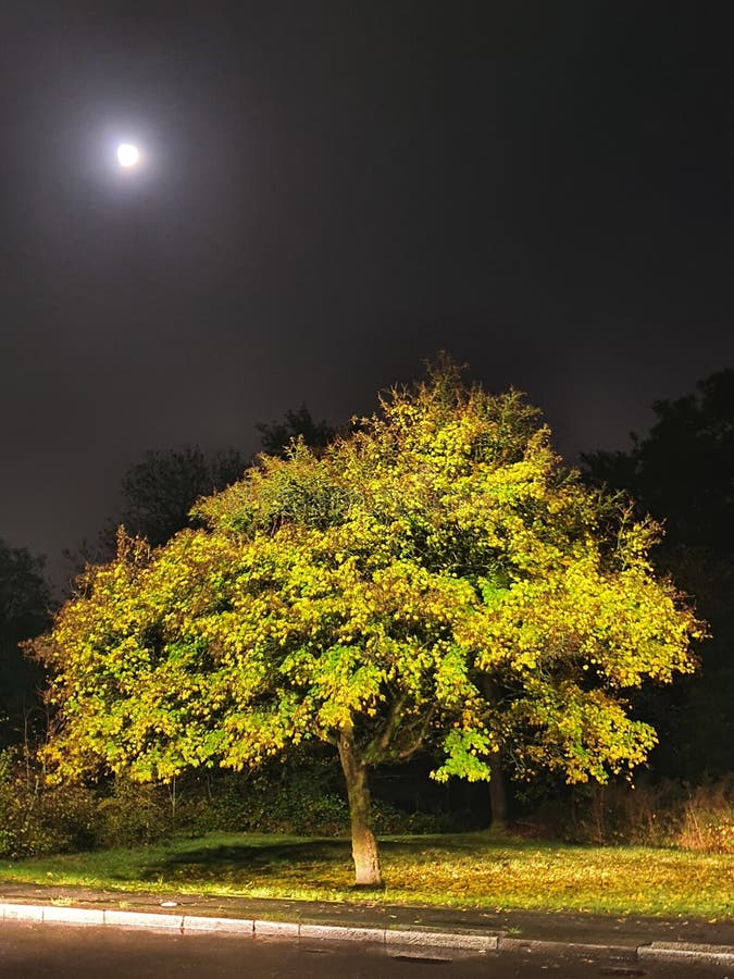 Amazing Tree in the Night Passing by Stock Image - Image of night ...