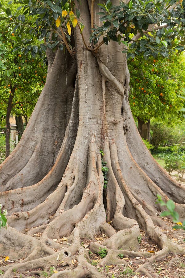 Tree roots stock photo. Image of garden, design, intertwined - 26259168