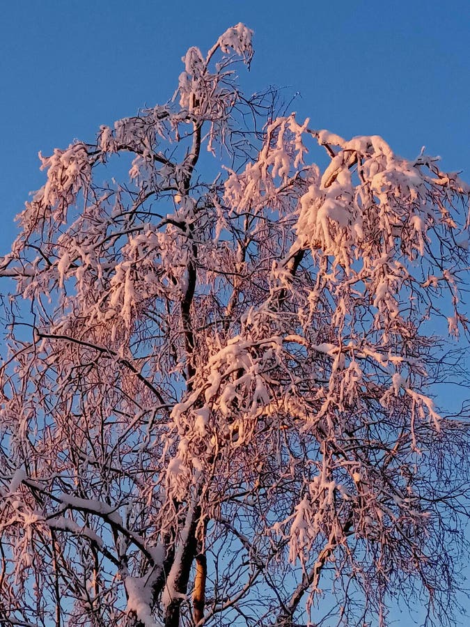 Amazing Tree of Winter Finland Stock Photo - Image of branch, freezing ...