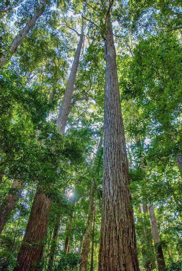 Amazing Trees and Forest of Fraser Island - Australia Stock Photo ...