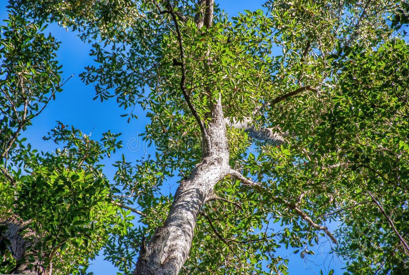 Amazing Trees and Forest of Fraser Island - Australia Stock Photo ...