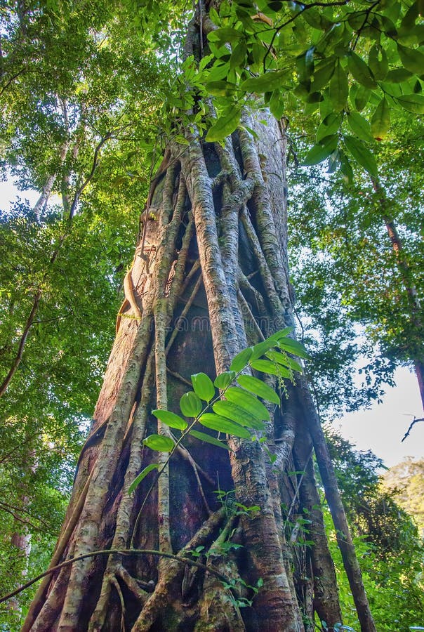 Amazing Trees and Forest of Fraser Island - Australia Stock Photo ...