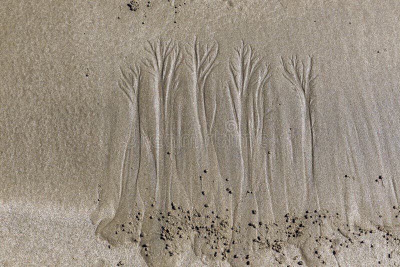 Amazing Trees Patterns in Sand Stock Photo - Image of plant, beach ...