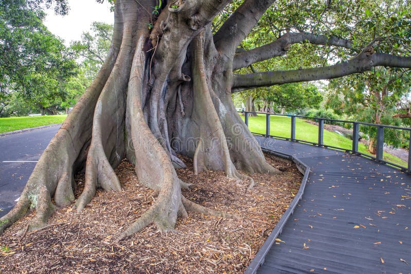 Amazing Trees of Sydney, Australia Stock Photo - Image of norfolk ...