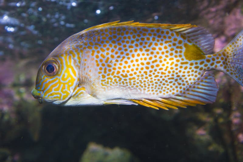 Amazing tropical fish stock image. Image of dominican - 38413829