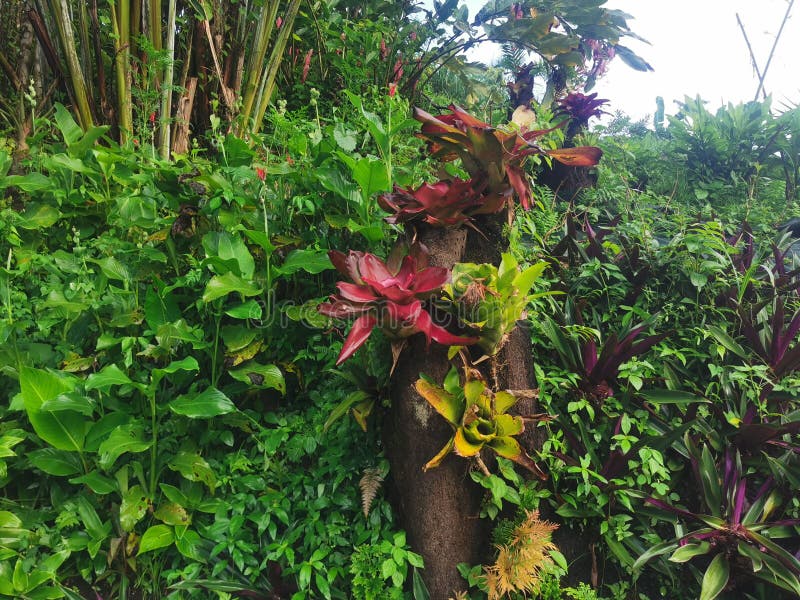 Amazing Tropical Natural Green Plants Stock Photo - Image of amazing ...