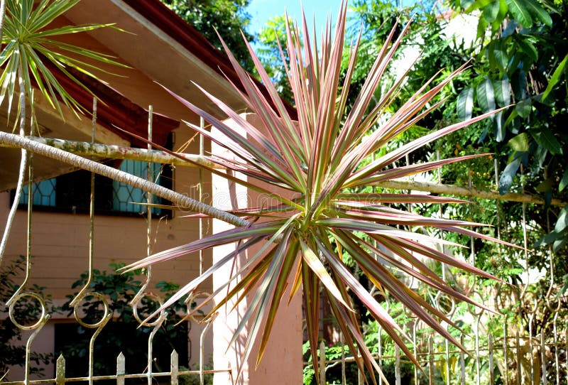 Amazing Tropical Plants. Philippines Stock Photo - Image of outdoor ...
