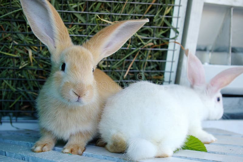 Cute Young White and Yellow Rabbits Close-up Stock Image - Image of ...