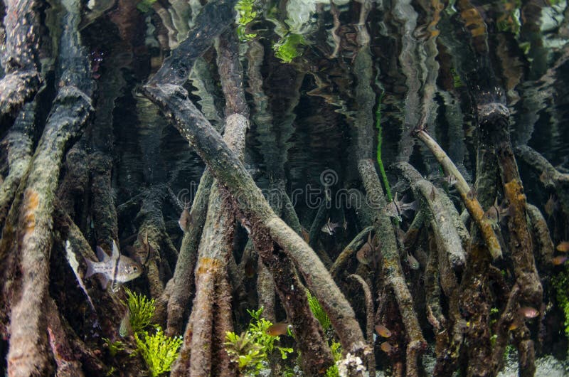 Amazing Underwater Picture of Tree Roots Stock Image - Image of animal ...