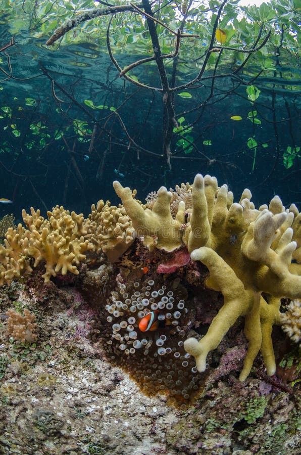 Amazing Underwater Picture of Tree Roots with Yellow Corals Stock Photo ...