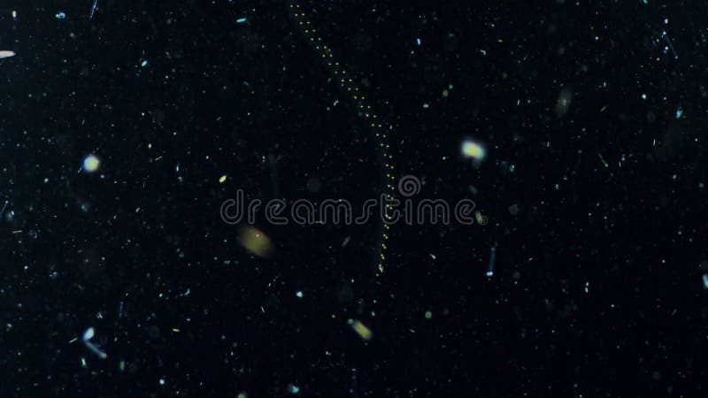 Underwater Scene with Floating Particles Plankton and Tiny Marinelife ...