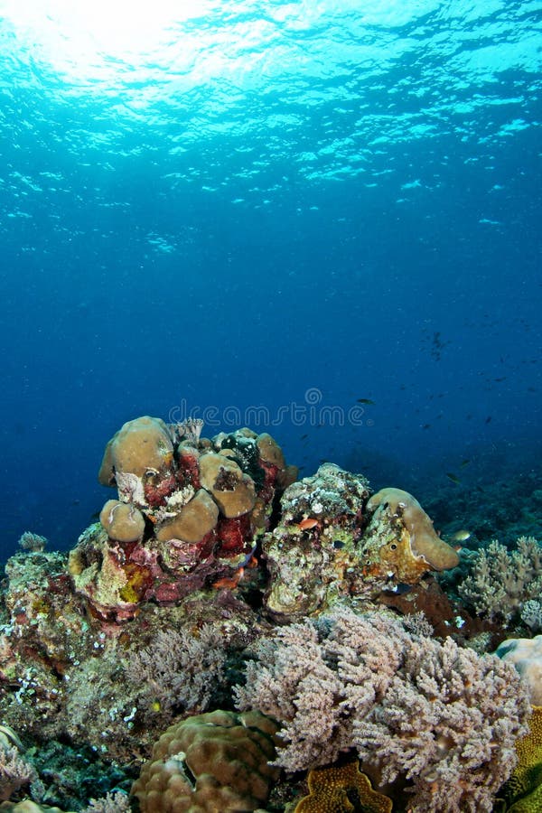 Amazing Underwater World of the Red Sea Close-up of a Shell Hidden in ...