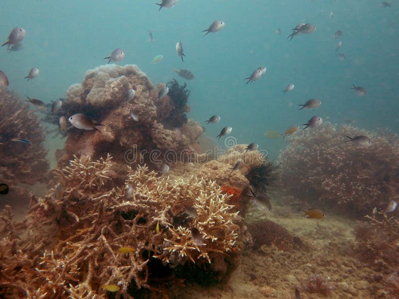 Amazing Underwater View when SCUBA Diving Stock Photo - Image of great ...