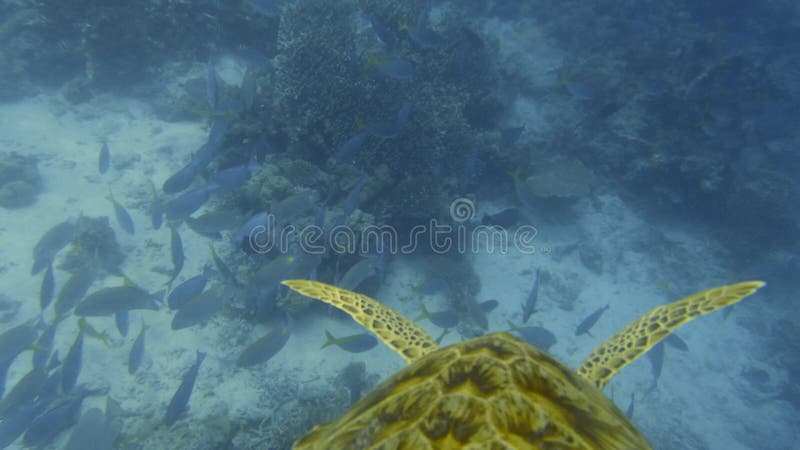 Amazing Underwater View of a Wonderful Sea Turtle Stock Footage - Video ...