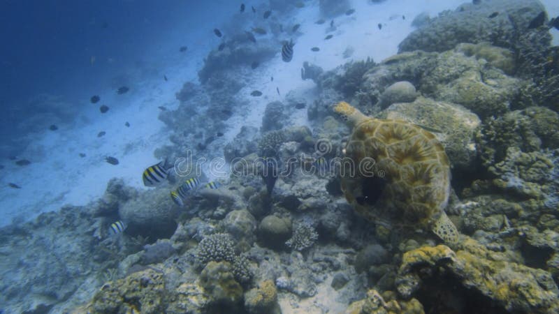 Amazing Underwater View of a Wonderful Sea Turtle Stock Video - Video ...